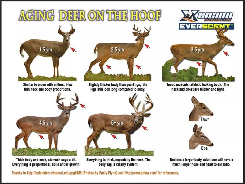 Aging Deer On The Hoof Guide Deer Hunting Hunting New York NY
