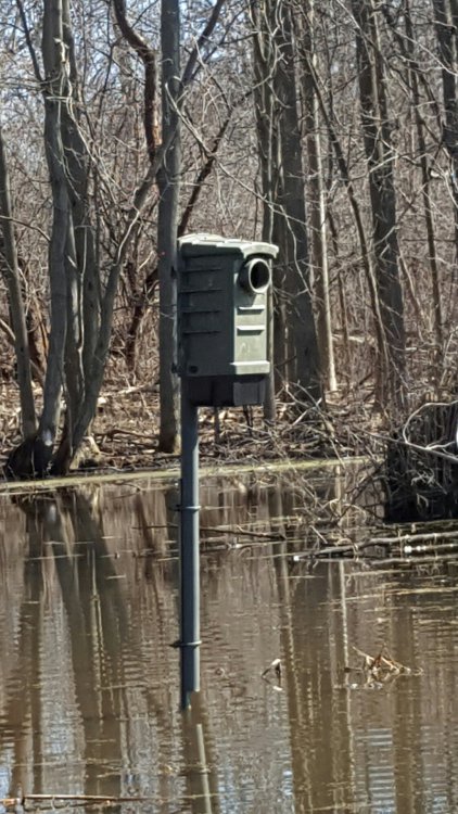 Put Up Some Wood Duck Boxes Today - Waterfowl Hunting - Hunting New ...