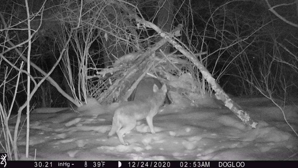 Large cubby - Trapping - Hunting New York - NY Empire State Hunting ...